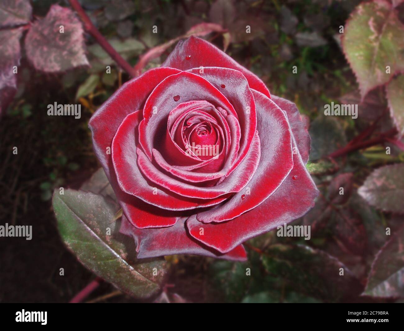 Natural red roses background. Red Roses on a bush in a garden Stock ...