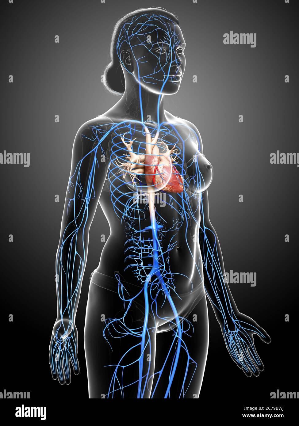 3d rendered medically accurate illustration of a female Veins anatomy ...