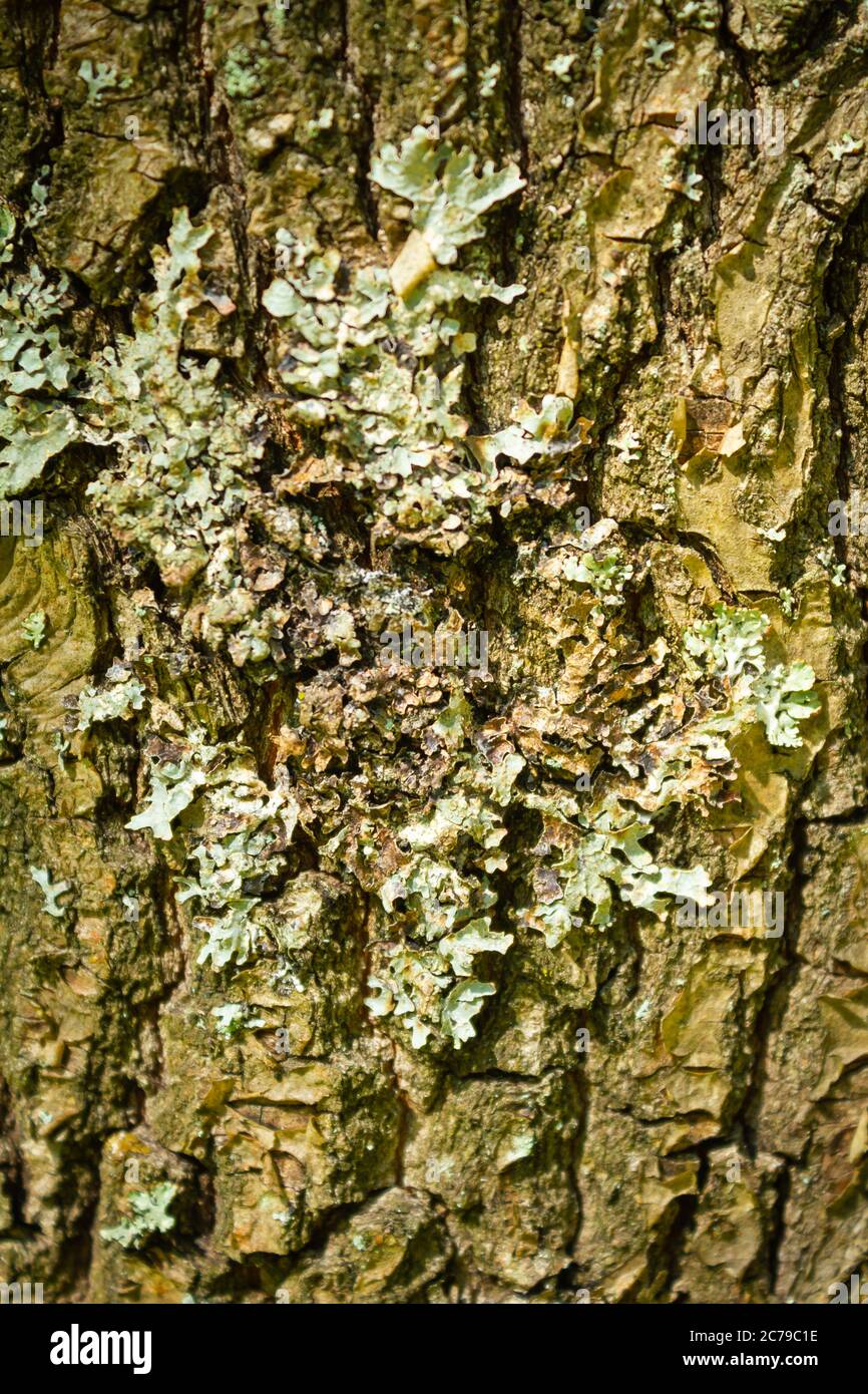 Poland. Przemyskie Voivodeship, around the town of Radawa. Summer ...
