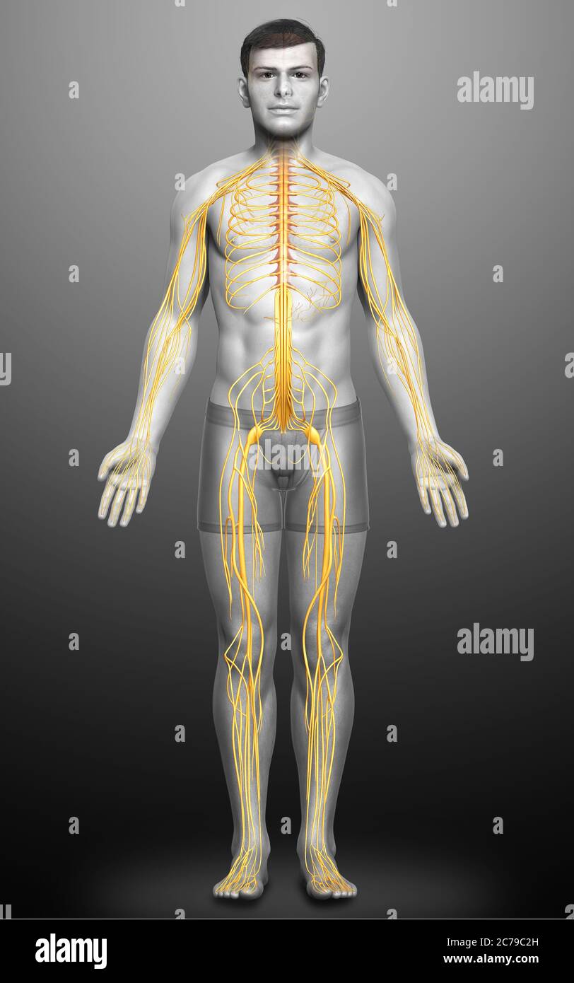 3d rendered medically accurate illustration of a male nervous system ...