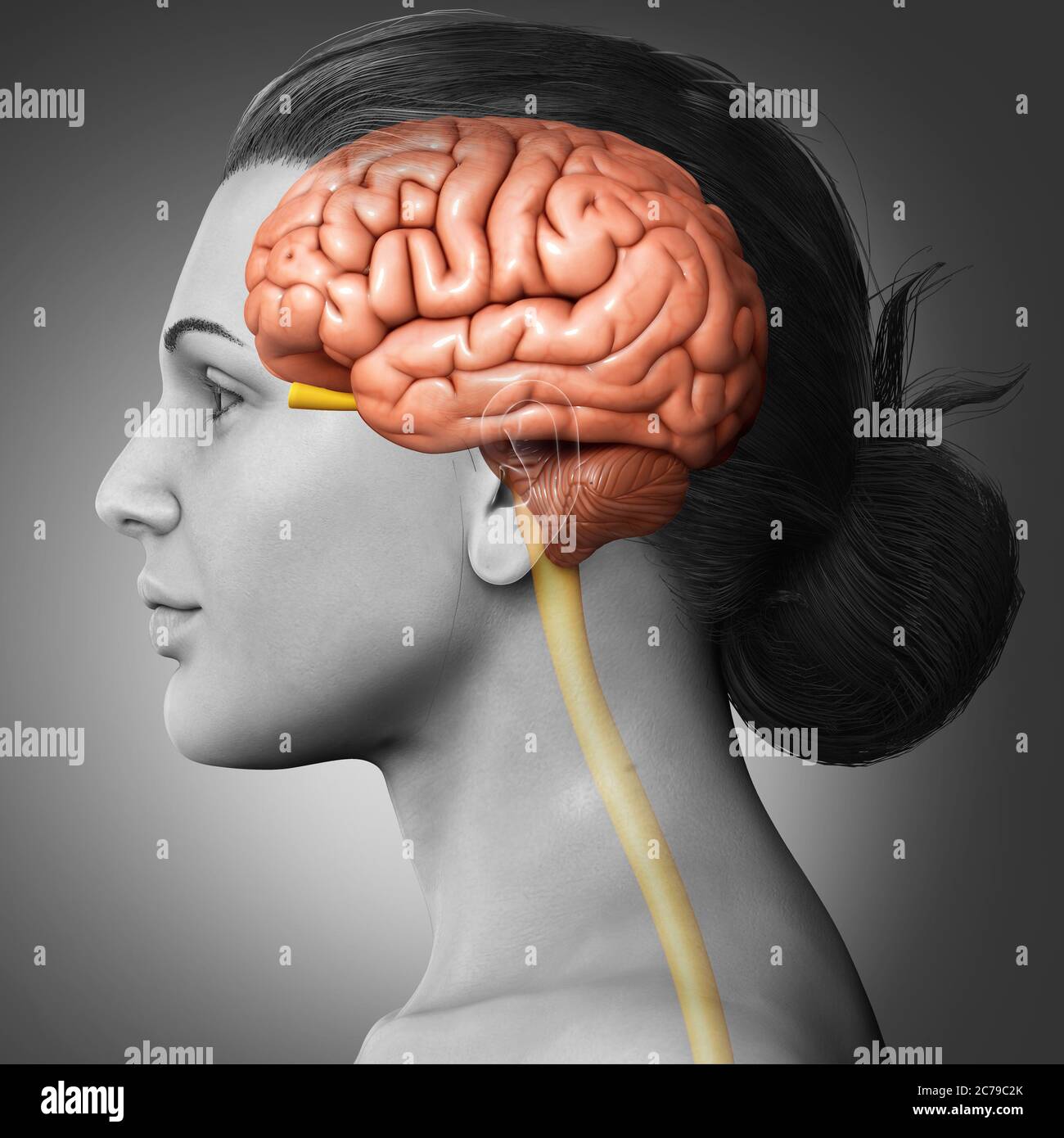 3d rendered medically accurate illustration of a female brain anatomy ...