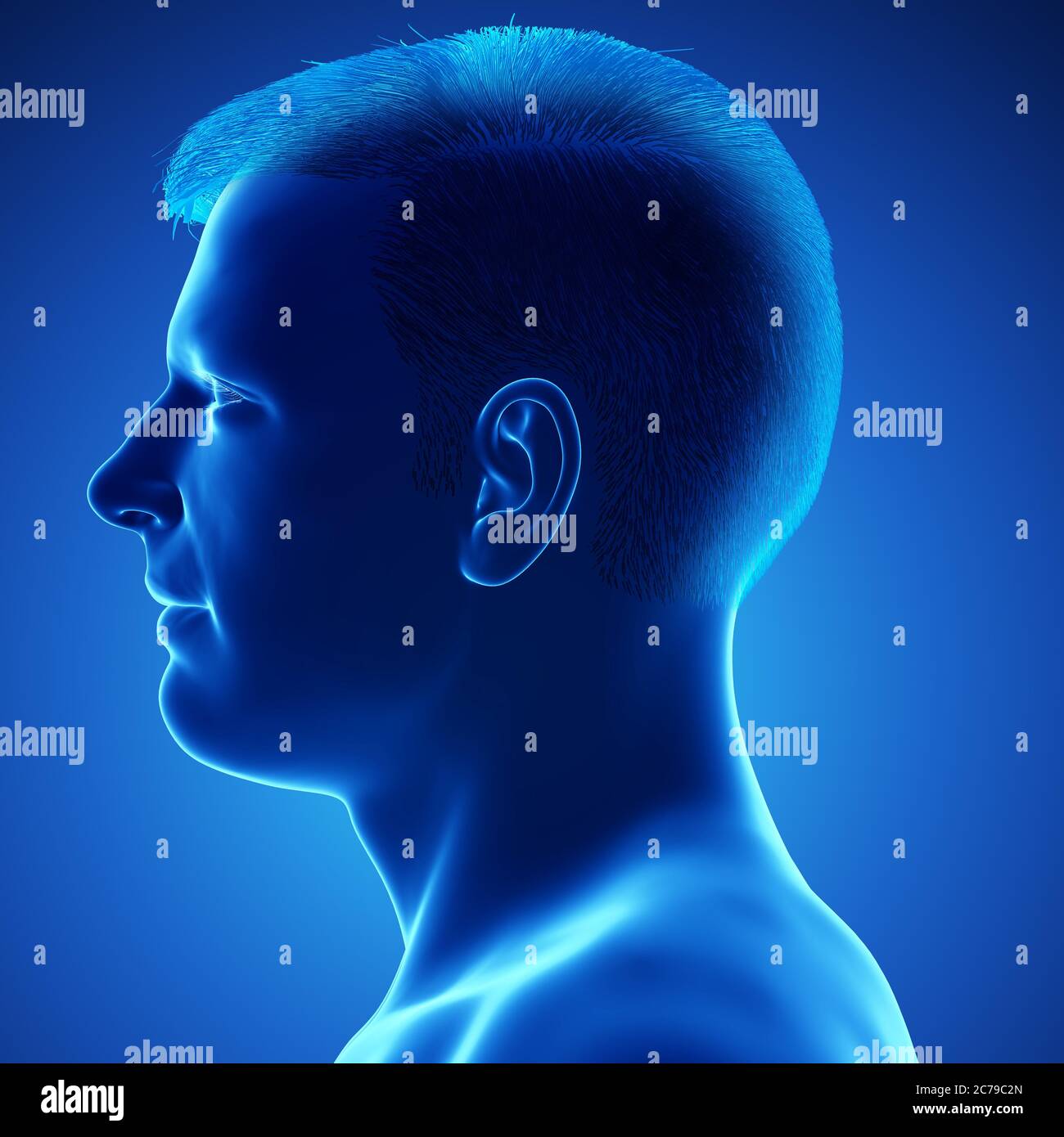 3d rendered medically accurate illustration of a male head anatomy ...