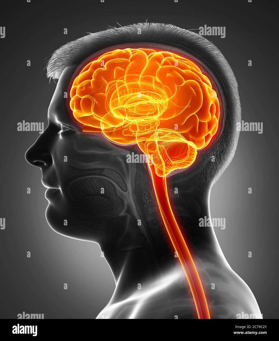 3d rendered, medically accurate illustration of a male highlighted ...