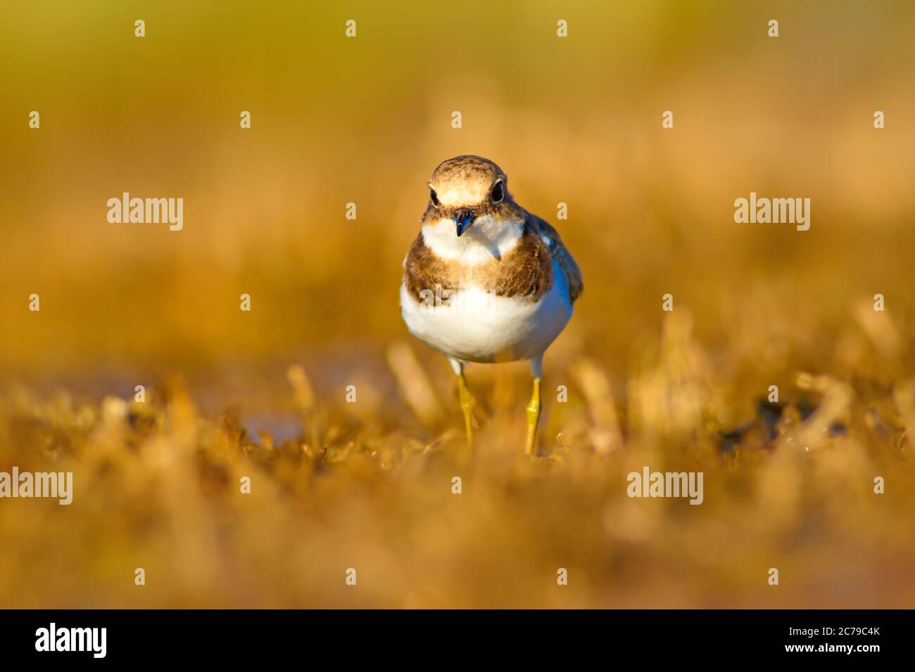 Cute little bird. Yellow sand background. Bird: Common Ringed Plover ...