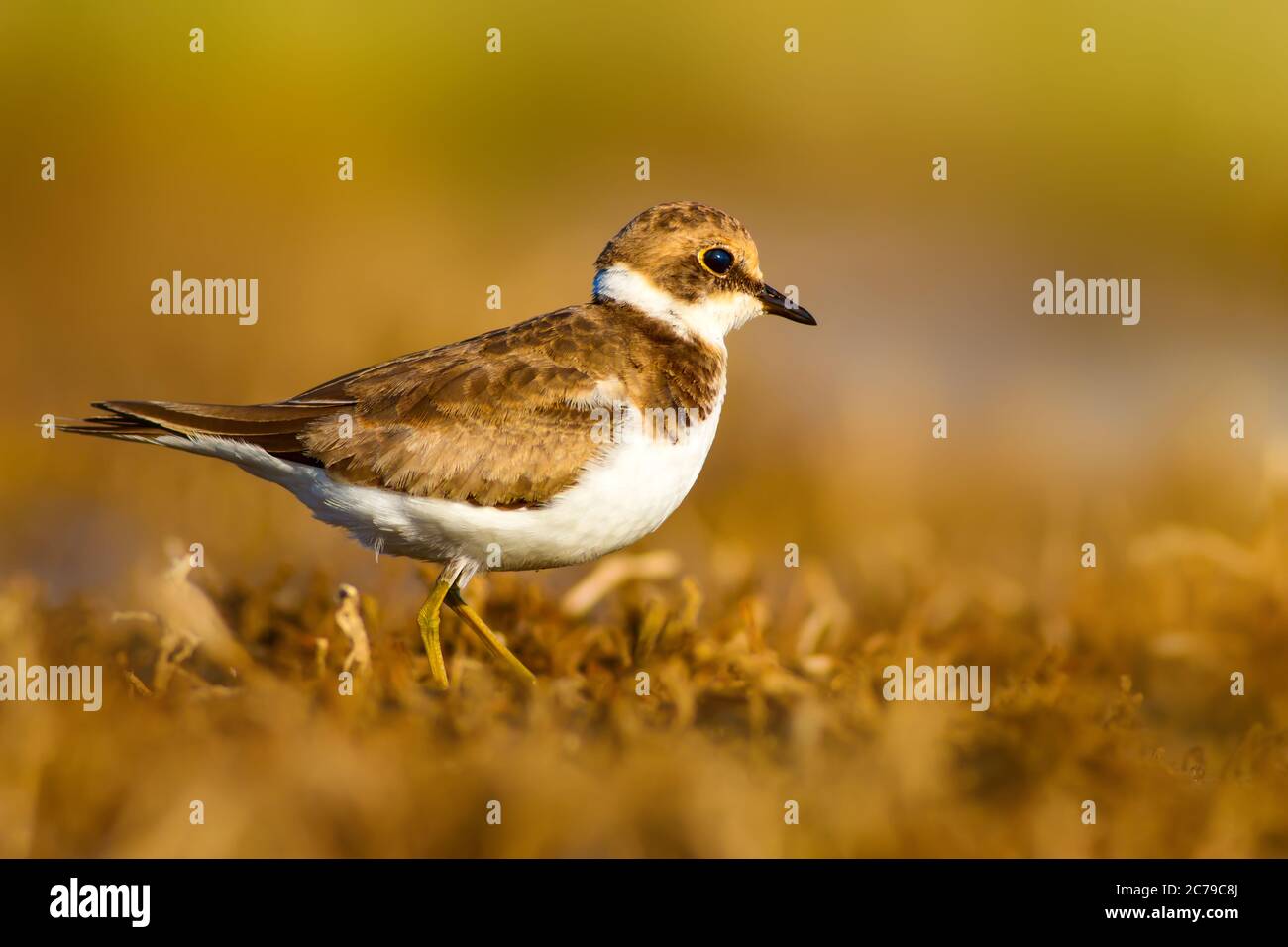 Cute little bird. Yellow sand background. Bird: Common Ringed Plover ...