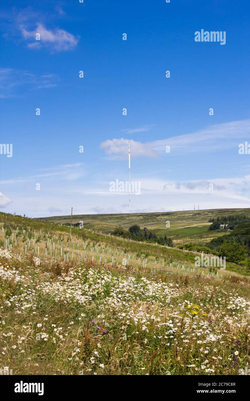 Woodland mast hi-res stock photography and images - Alamy