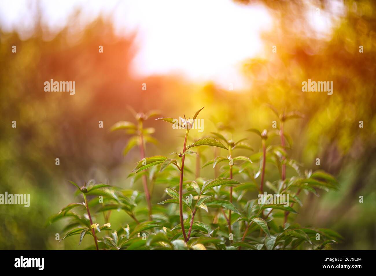 twinkling lights vivid color blurred bokeh spring from leaf background. Abstract nature and soft ...