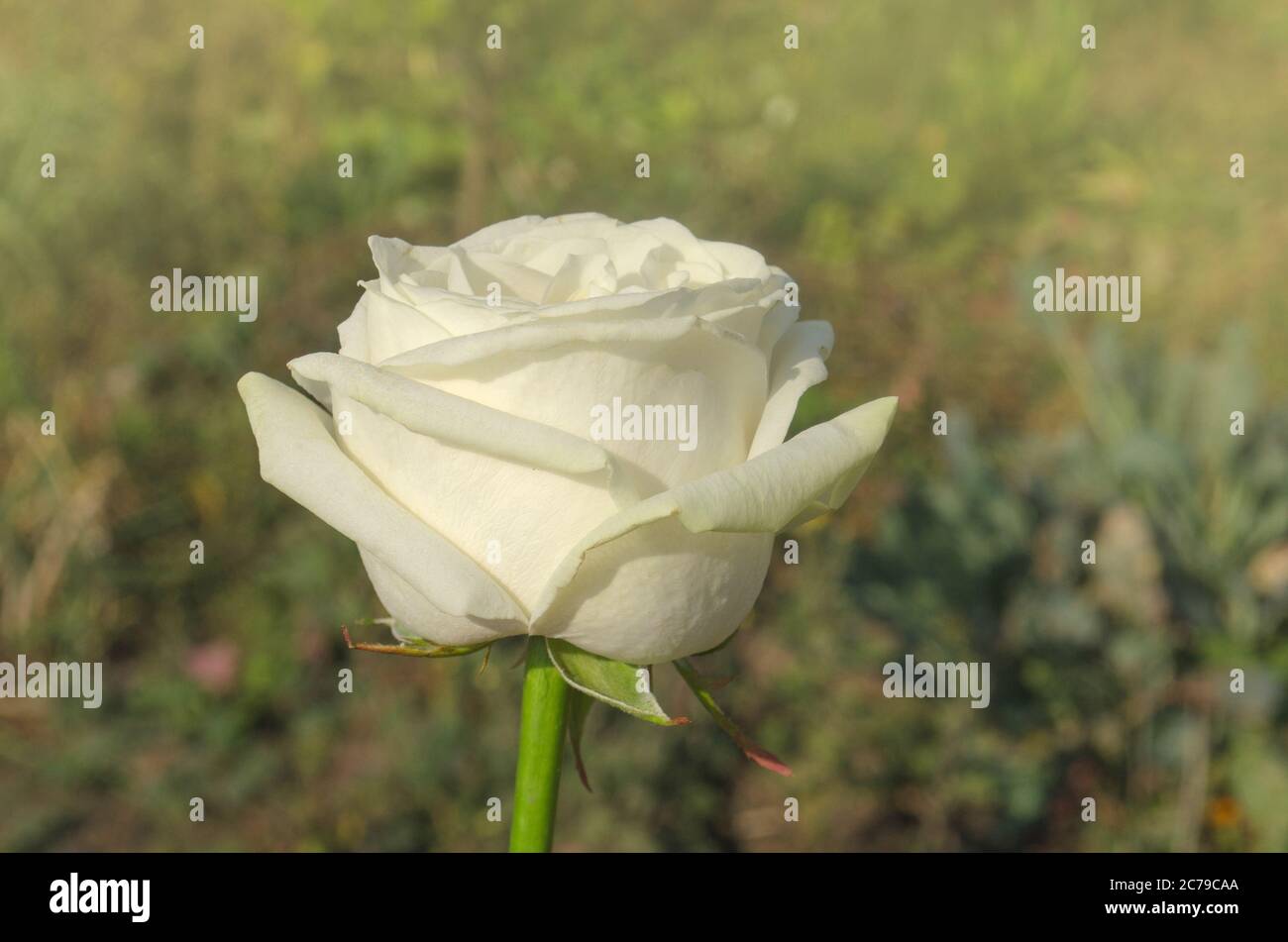 Beautiful white rose. Big white roses in the garden Stock Photo - Alamy