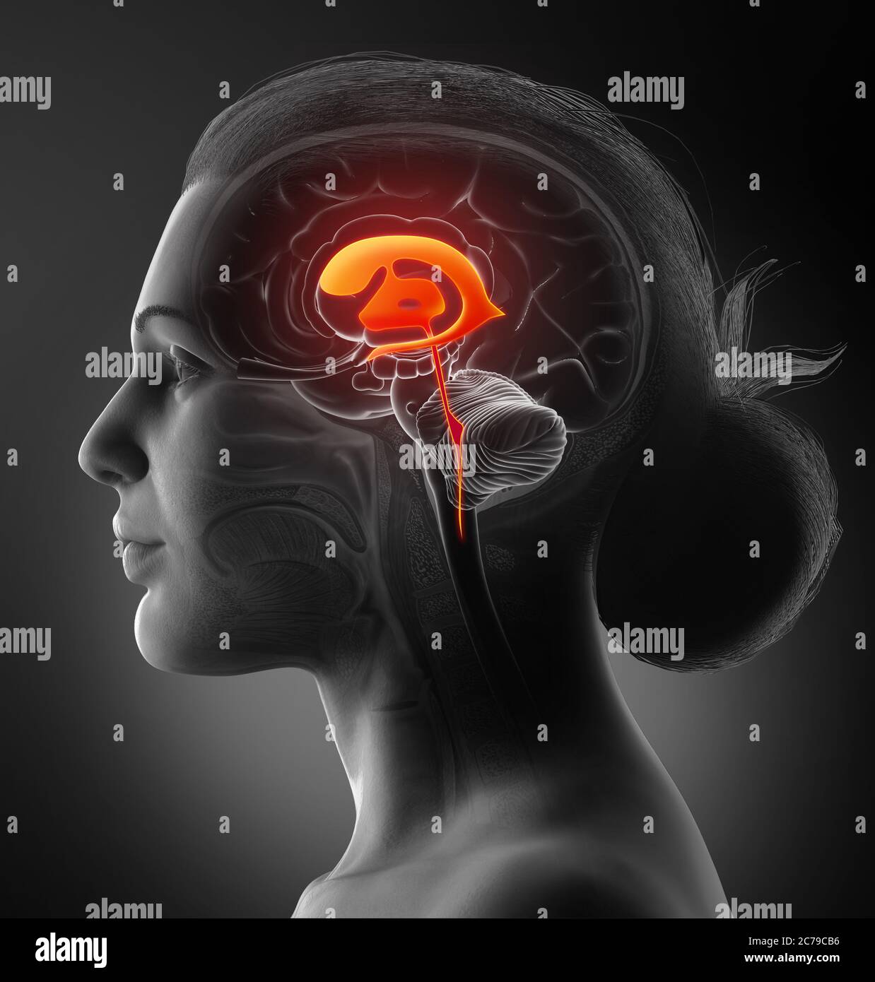 3d rendering medical illustration of Female Brain Ventricles anatomy ...