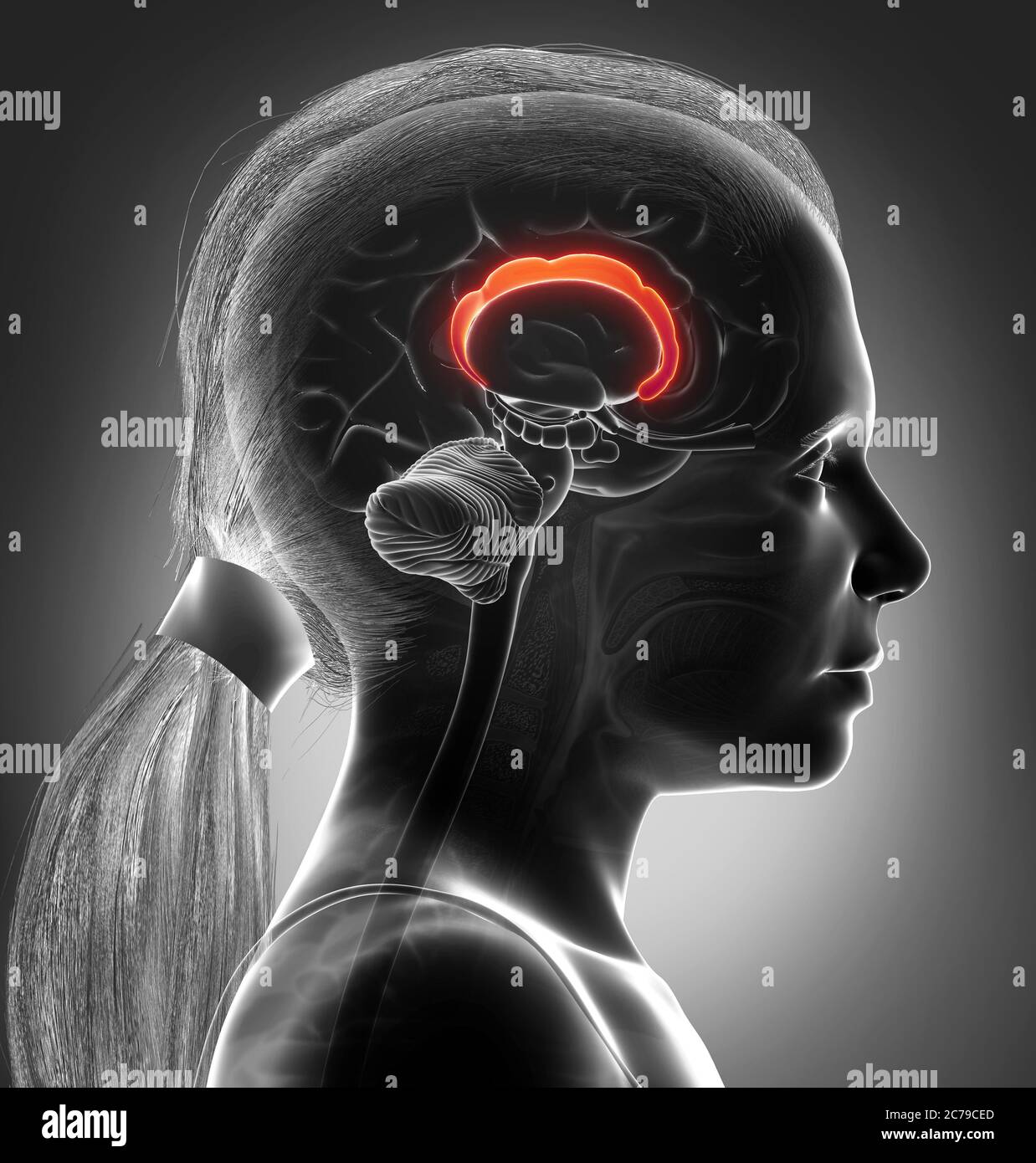 3d rendered medically accurate illustration of the brain anatomy Stock ...