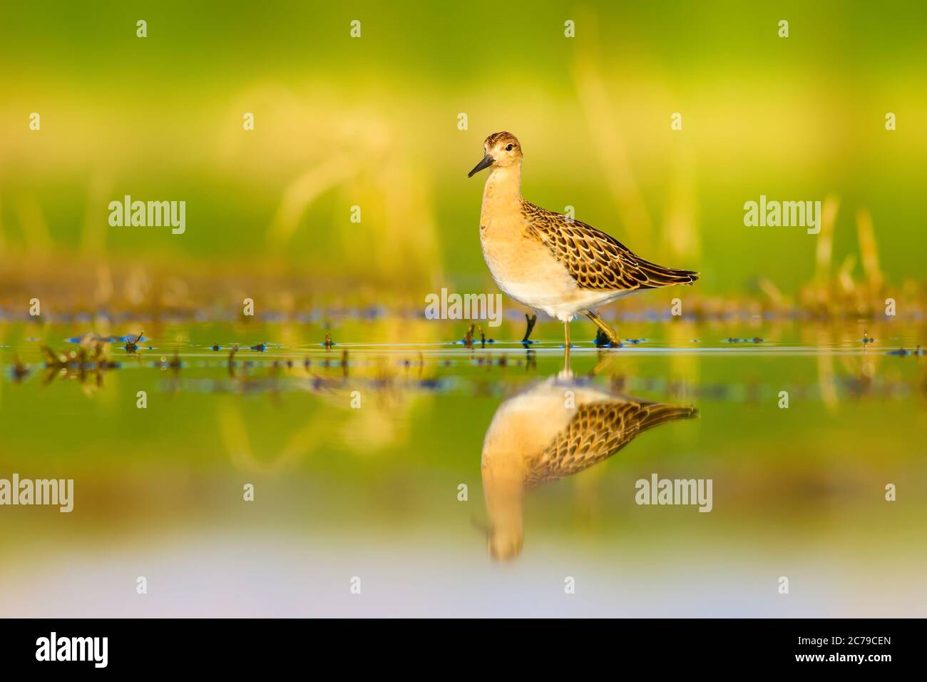 Common water bird. Colorful nature habitat background. Bird: Ruff ...
