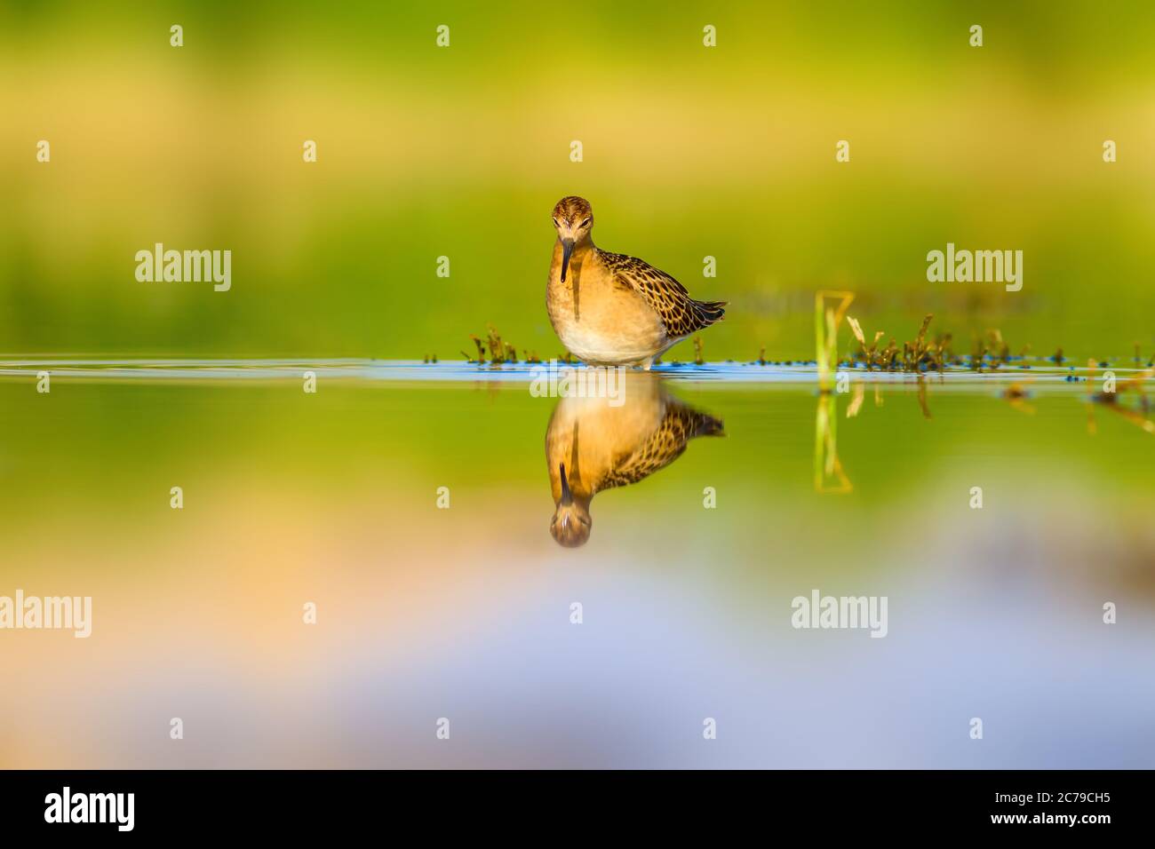 Common water bird. Colorful nature habitat background. Bird: Ruff ...