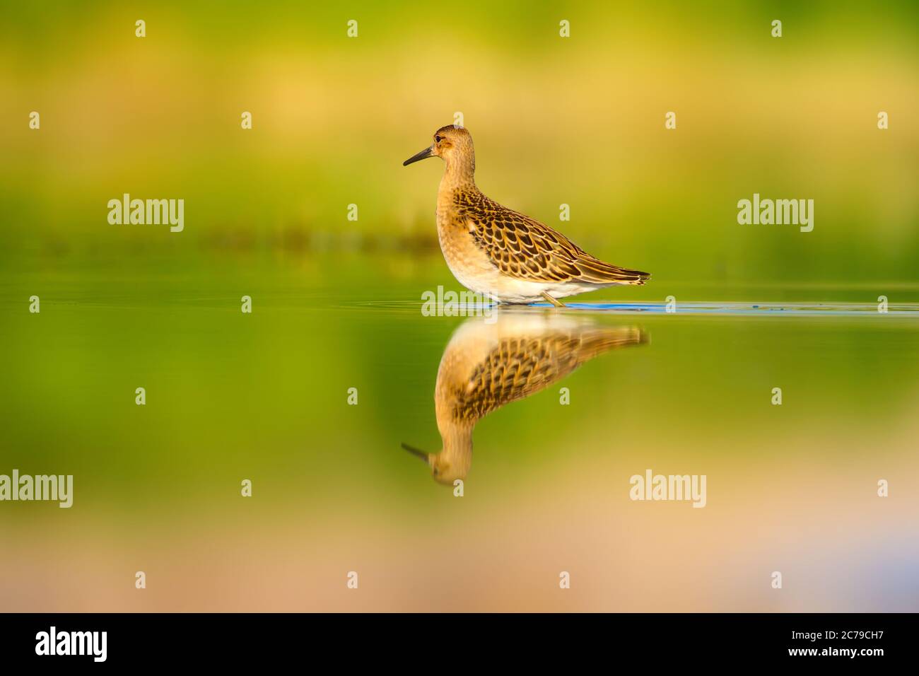 Common water bird. Colorful nature habitat background. Bird: Ruff ...