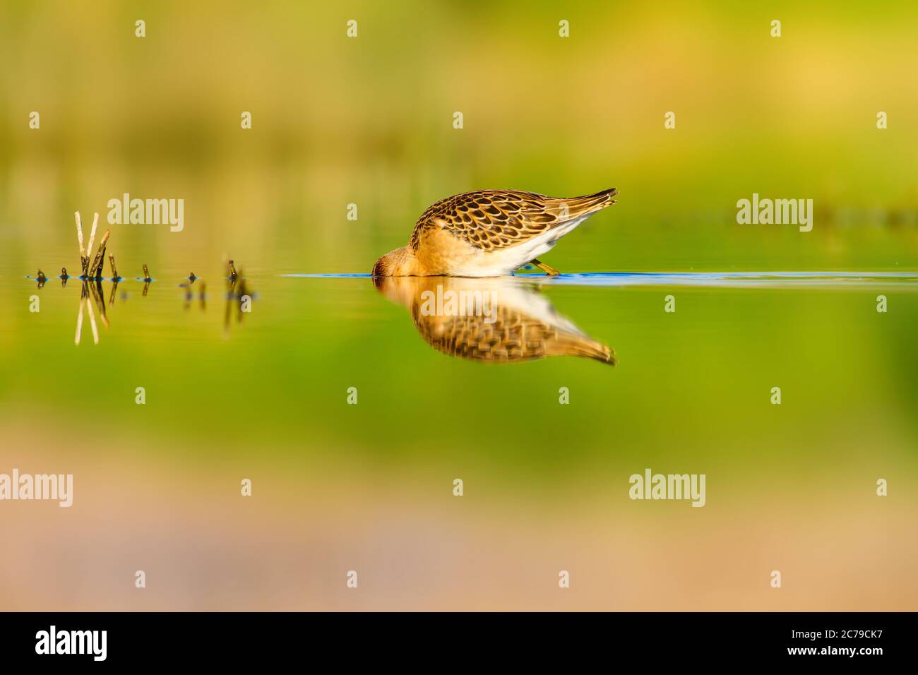 Common water bird. Colorful nature habitat background. Bird: Ruff ...