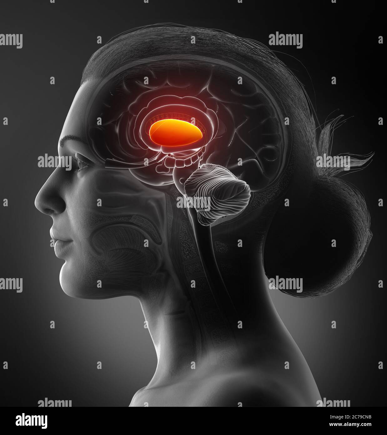 3d rendered medically accurate illustration of a female brains anatomy ...