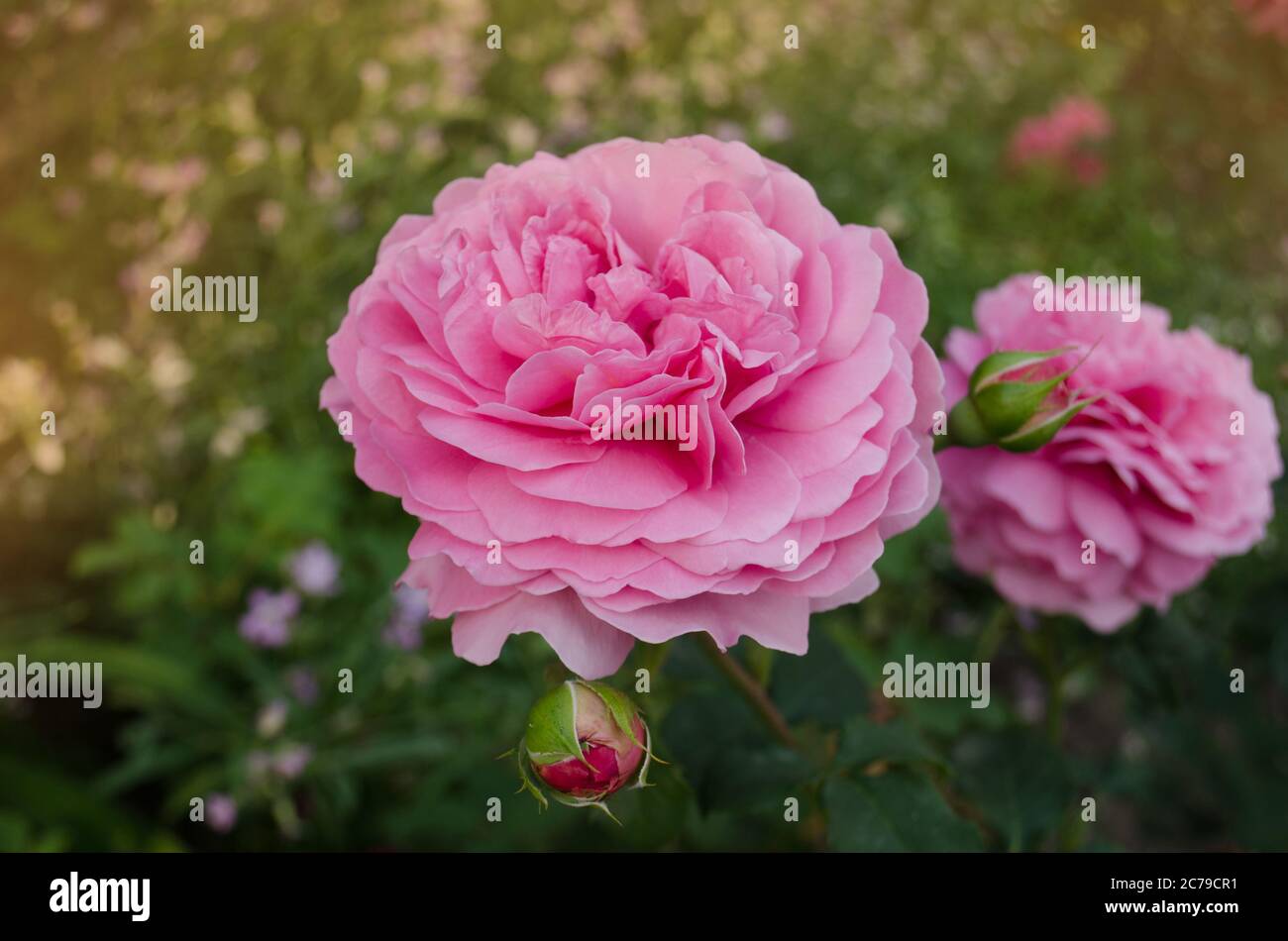 English rose in garden. English pink rose Princess Alexandra of Kent in ...