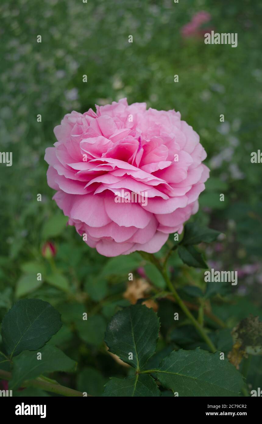 English rose in garden. English pink rose in the summer garden Stock ...