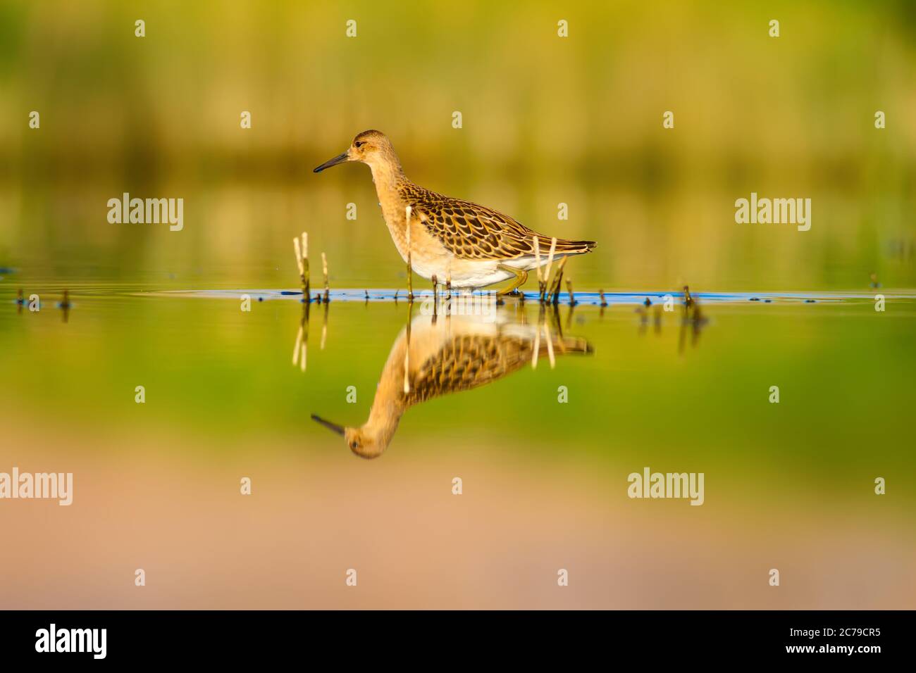 Common water bird. Colorful nature habitat background. Bird: Ruff ...