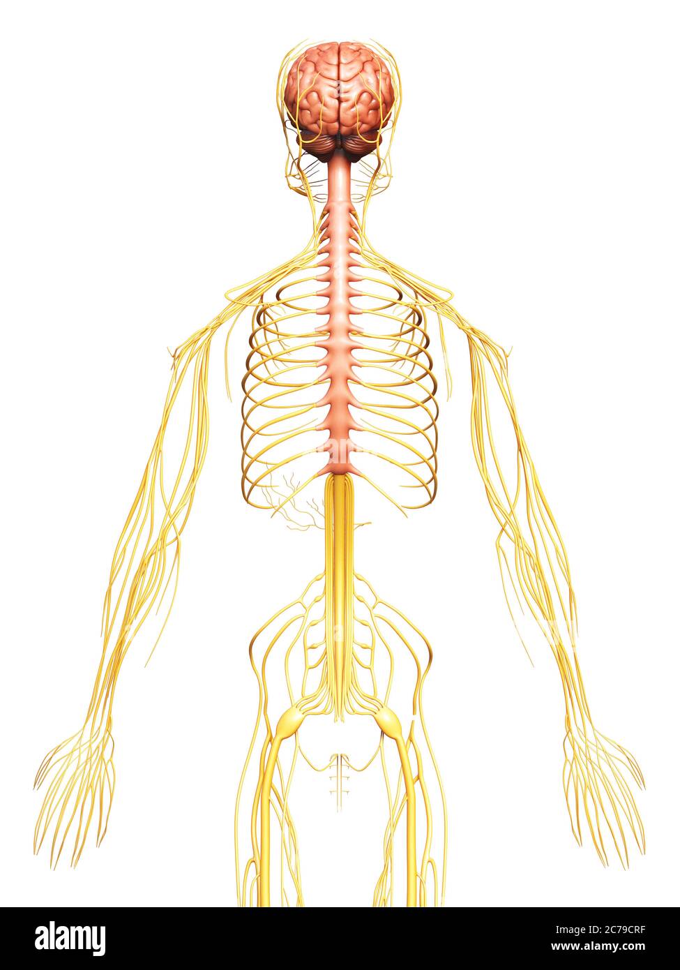 3d rendered medically accurate illustration of the nervous system Stock ...
