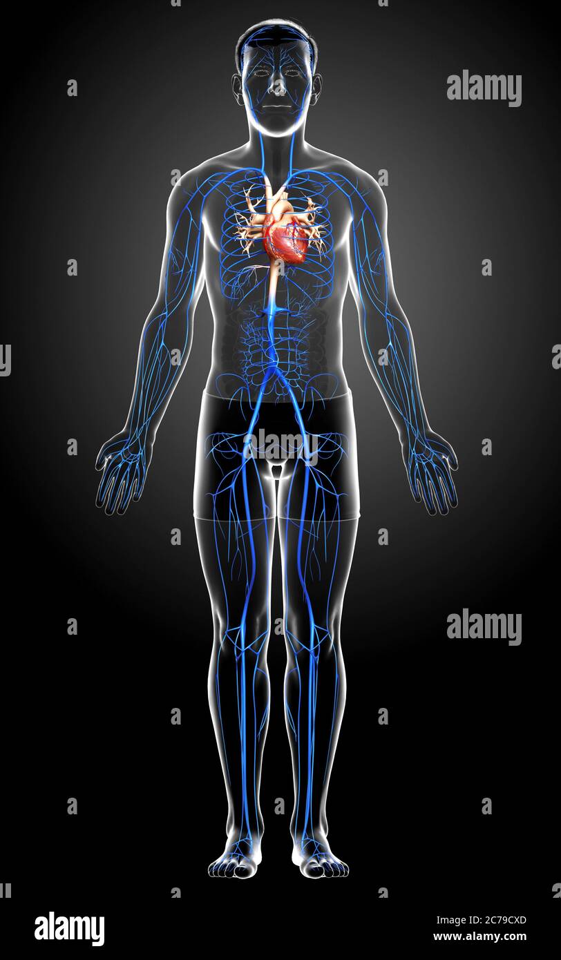 3d rendered medically accurate illustration of a male Veins anatomy ...