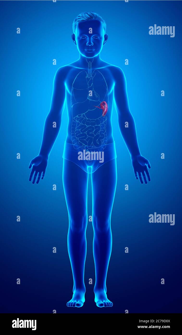 3d rendered, medically accurate illustration of a young boy Spleen ...