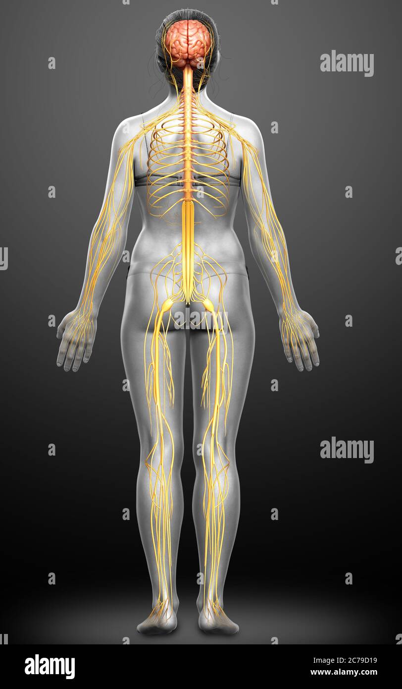3d rendered medically accurate illustration of a female nervous system ...