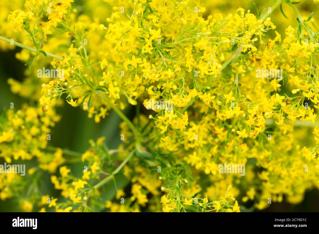 Galium verum (lady's bedstraw yellow bedstraw) yellow flowers in meadow ...