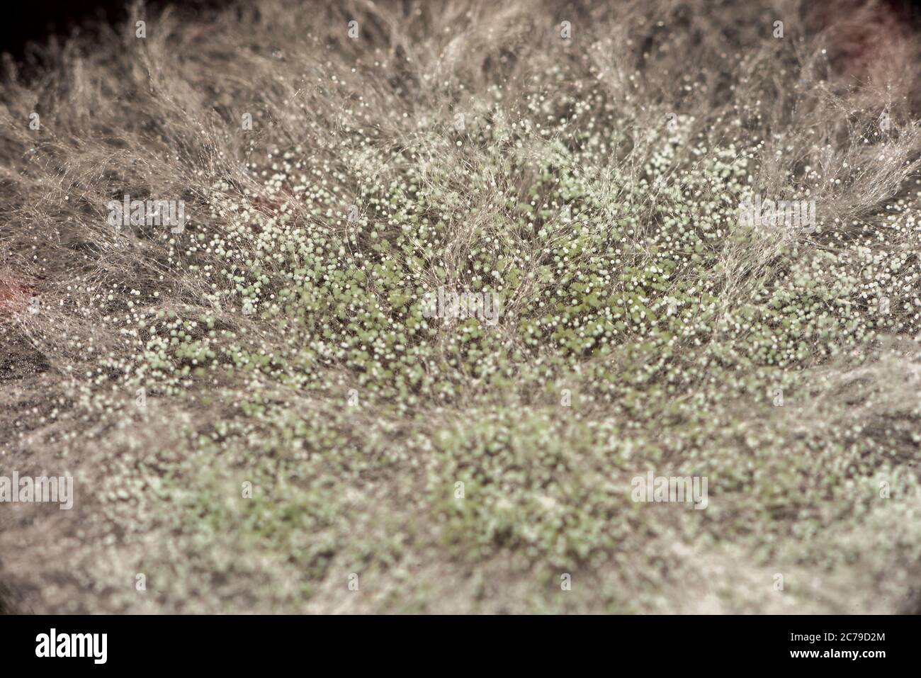 Macro shot of mold. Mold spores in agar-agar. A mold or mould is a ...