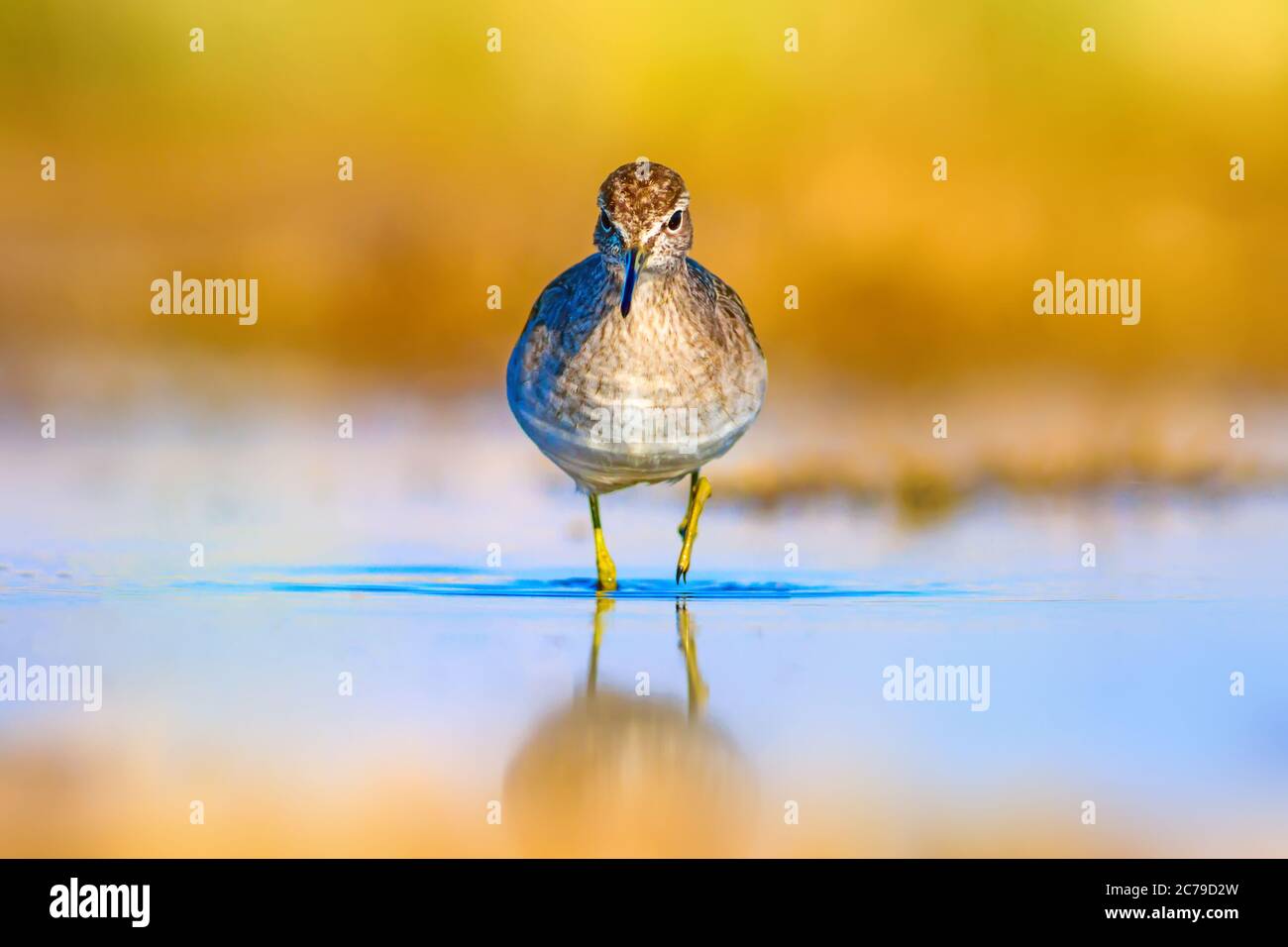 Water and bird. Sandpiper. Colorful nature background. Bird: Wood ...