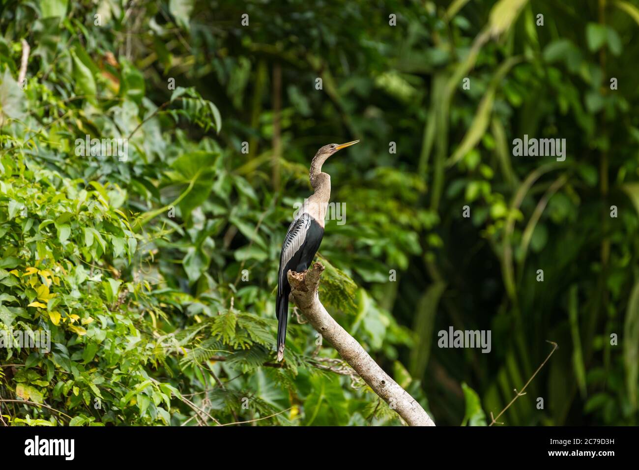 A female Anhinga, Anhinga anhinga, perched on a limb by a river in ...