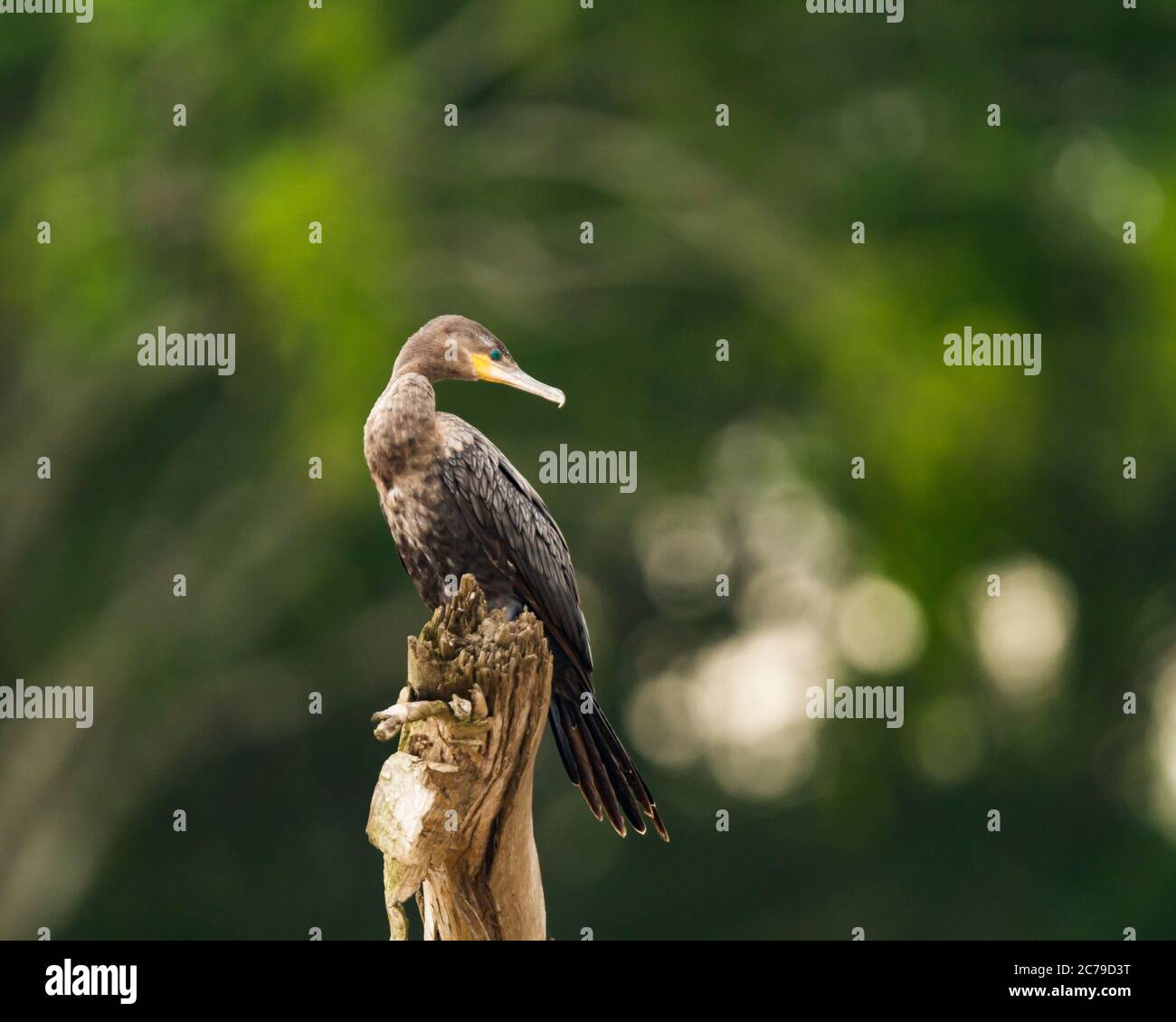 Juvenile cormorant images hi-res stock photography and images - Alamy