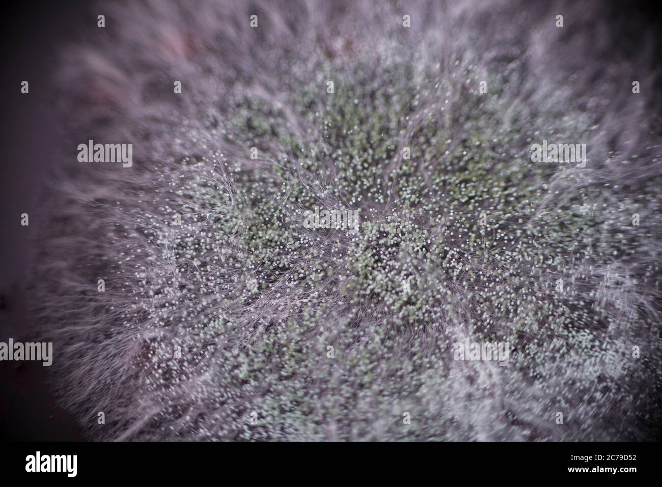 Multicellular fungi hi-res stock photography and images - Alamy