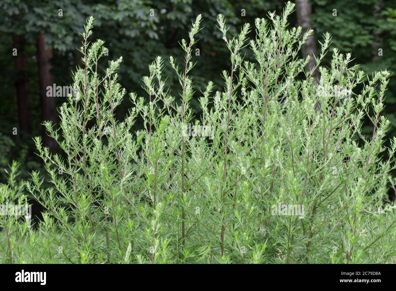 Artemisia vulgaris (common mugwort) weed closeup Stock Photo - Alamy