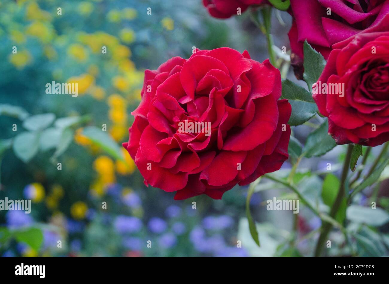 Red rose flower background. Red roses on a bush in a garden. Red rose ...