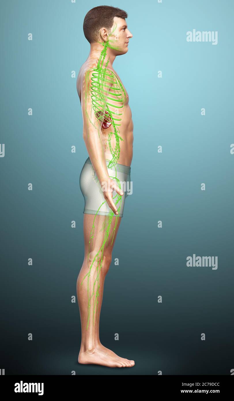 3d rendered medically accurate illustration of a male lymphatic system ...