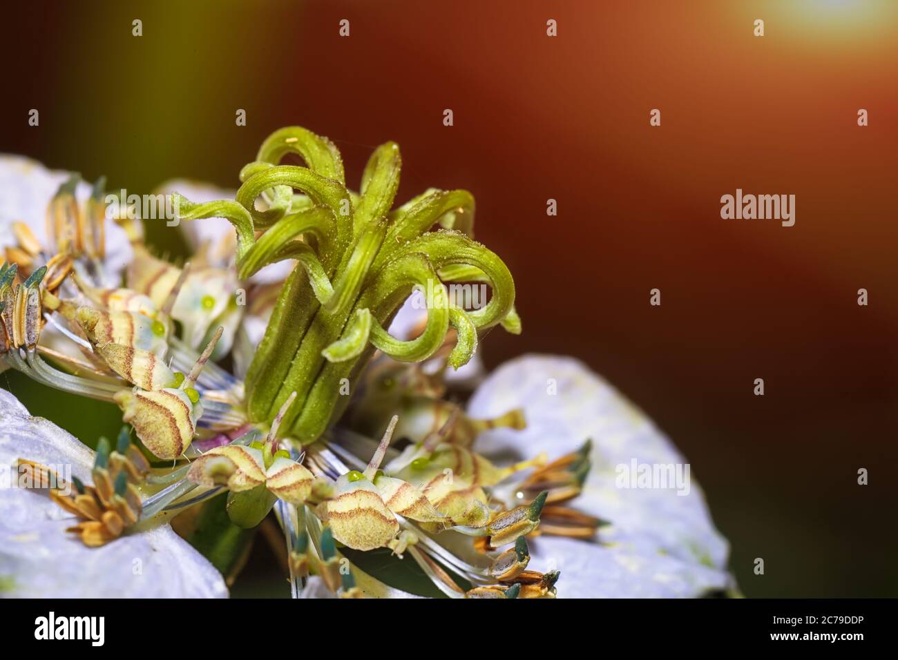 Invisible flower hi-res stock photography and images - Alamy