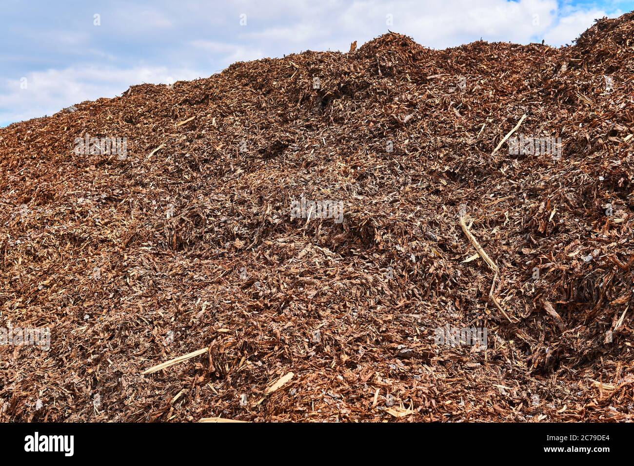 Bark removed from tree hi-res stock photography and images - Alamy