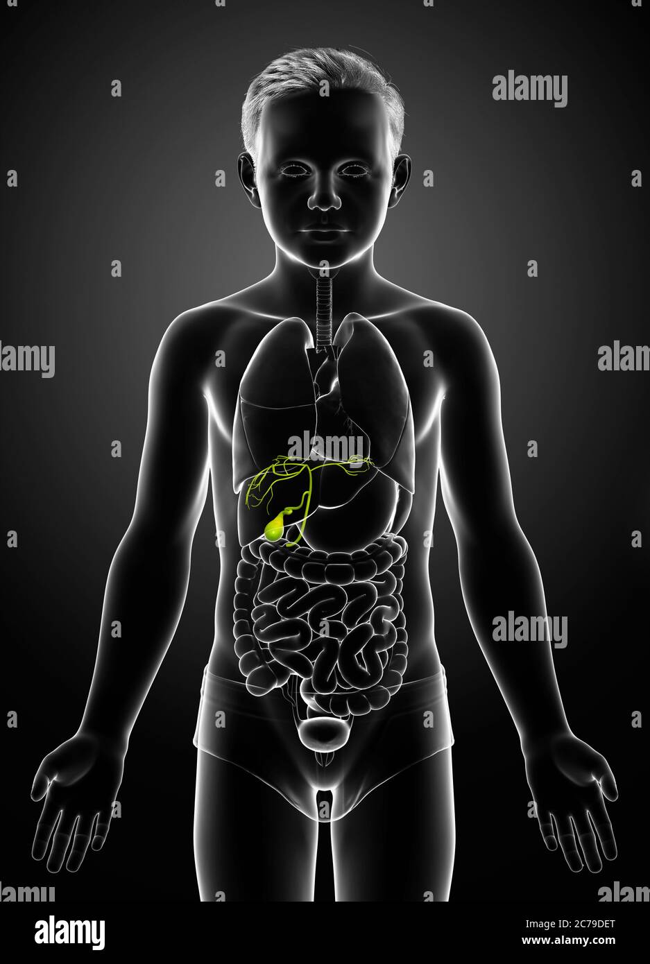 3d rendered medically accurate illustration of young boy Organs ...