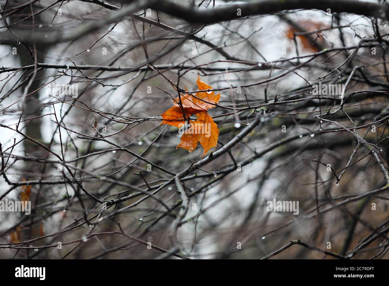 The last leaf of the tree. Lonely last leaf Stock Photo - Alamy