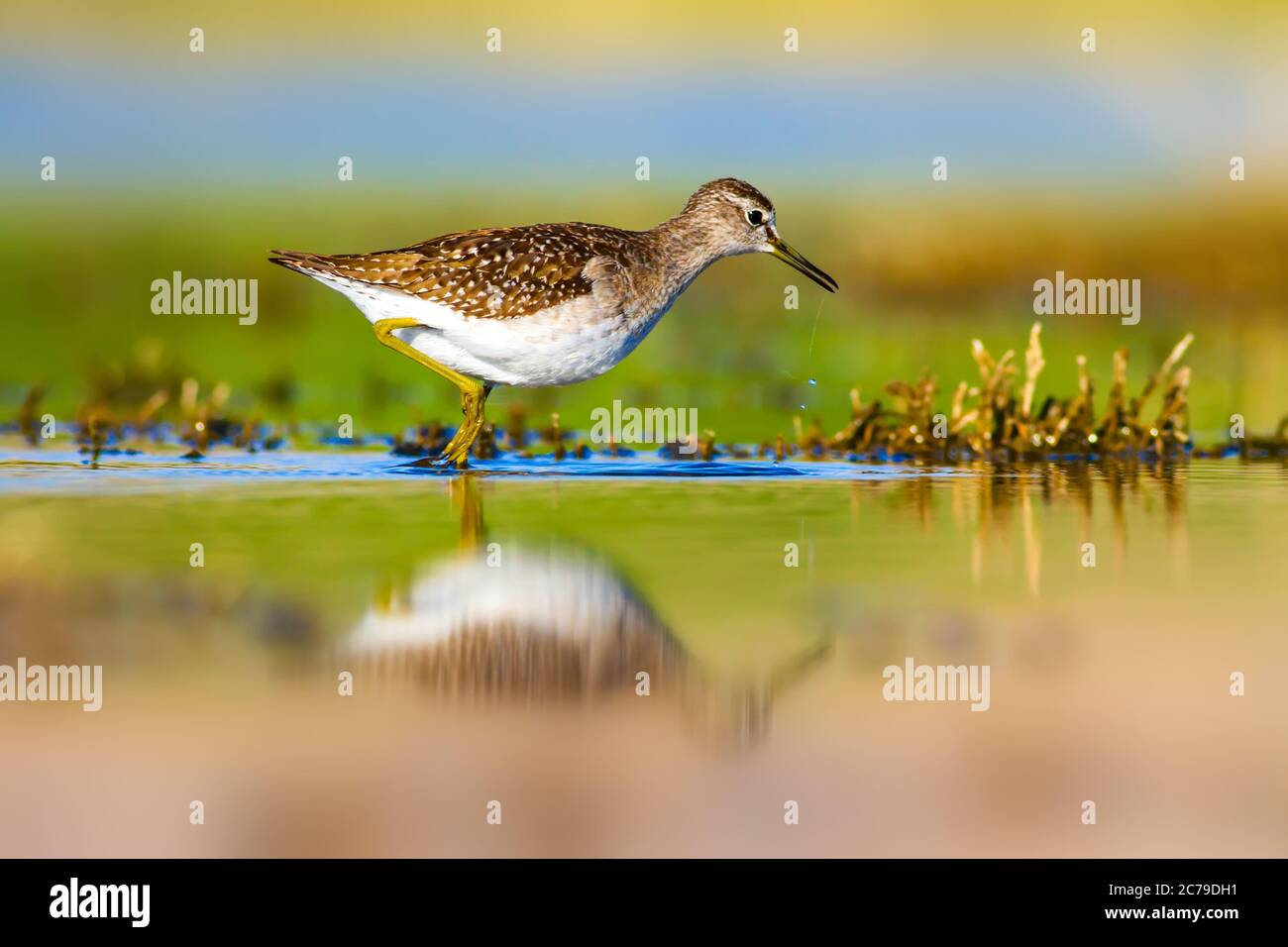 Water and bird. Sandpiper. Colorful nature background. Bird: Wood ...