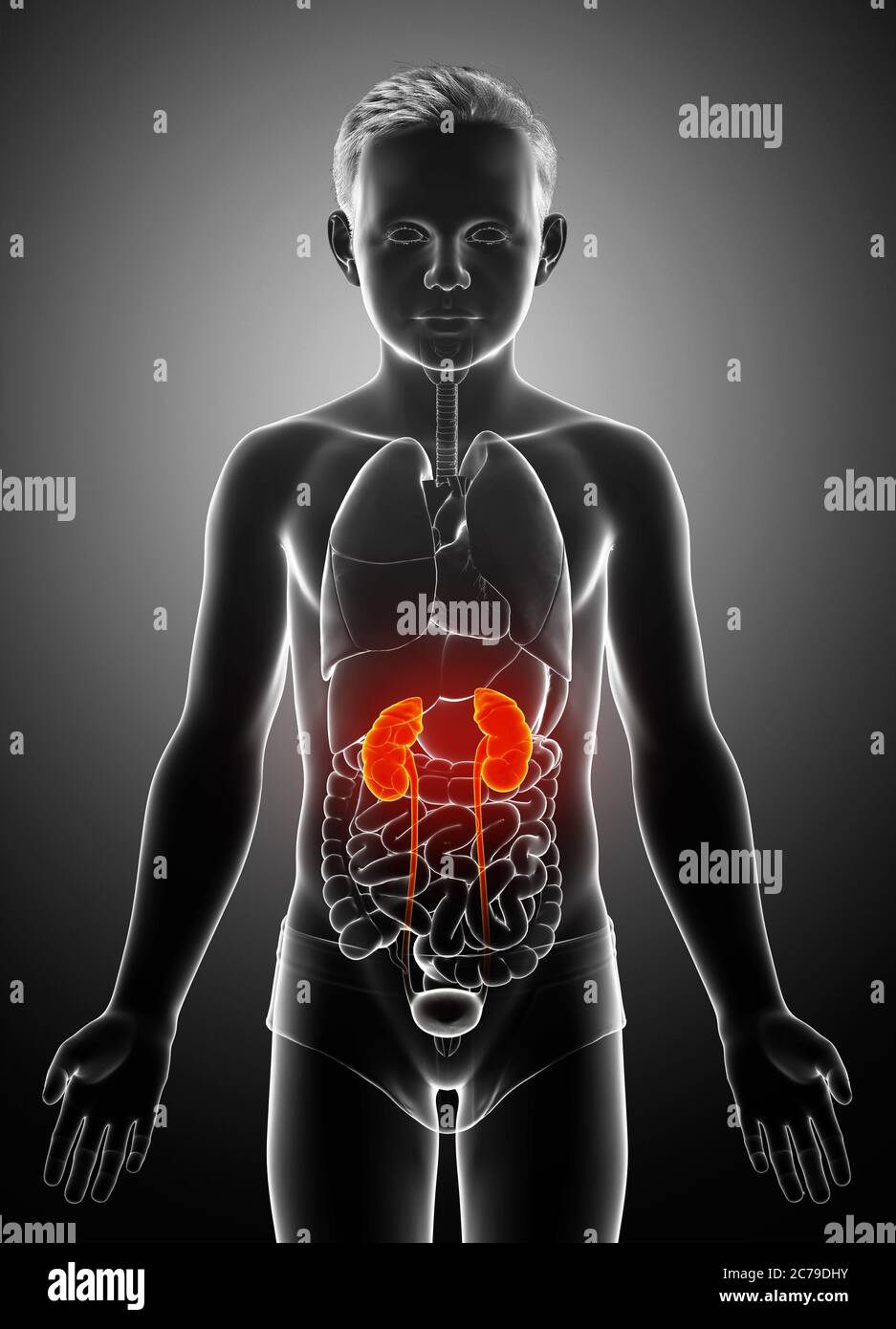 3d rendered, medically accurate illustration of the young boy ...