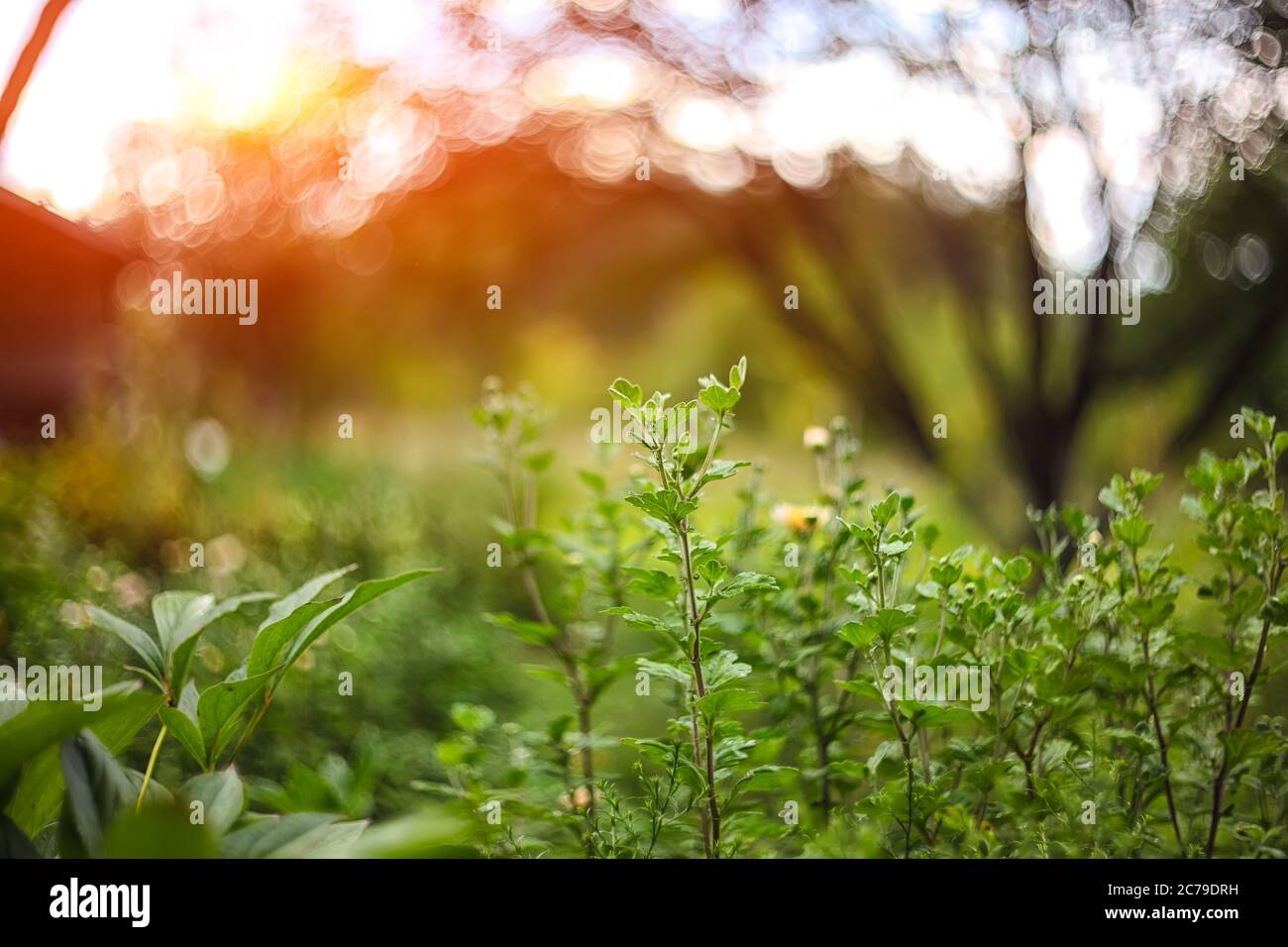 twinkling lights vivid color blurred bokeh spring from leaf background. Abstract nature and soft ...