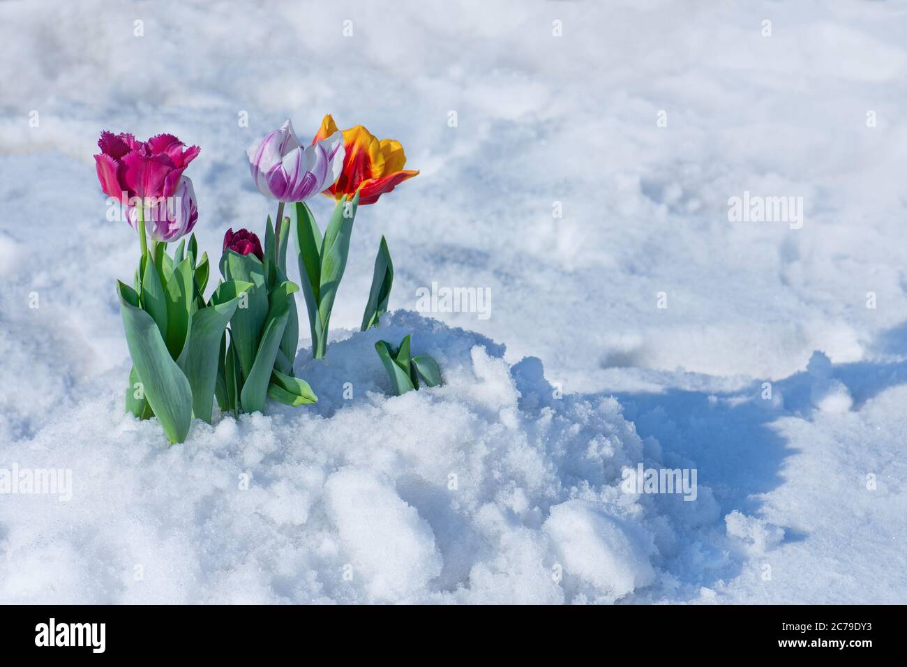 Mixed color tulips under spring snow in april. Atypical snowfall in ...