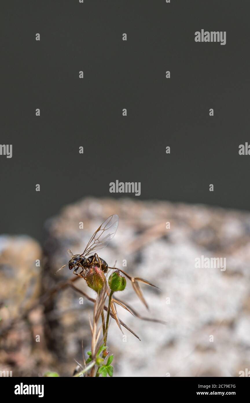 Flying ant day, 12 July 2020 Stock Photo - Alamy