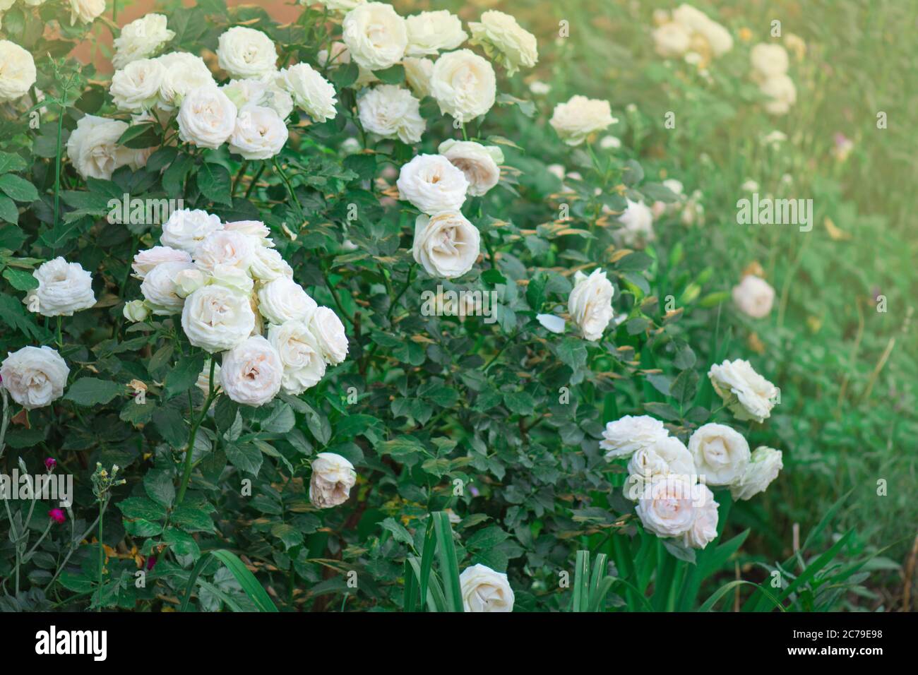 Beautiful white rose in a garden. Garden with fresh white roses ...