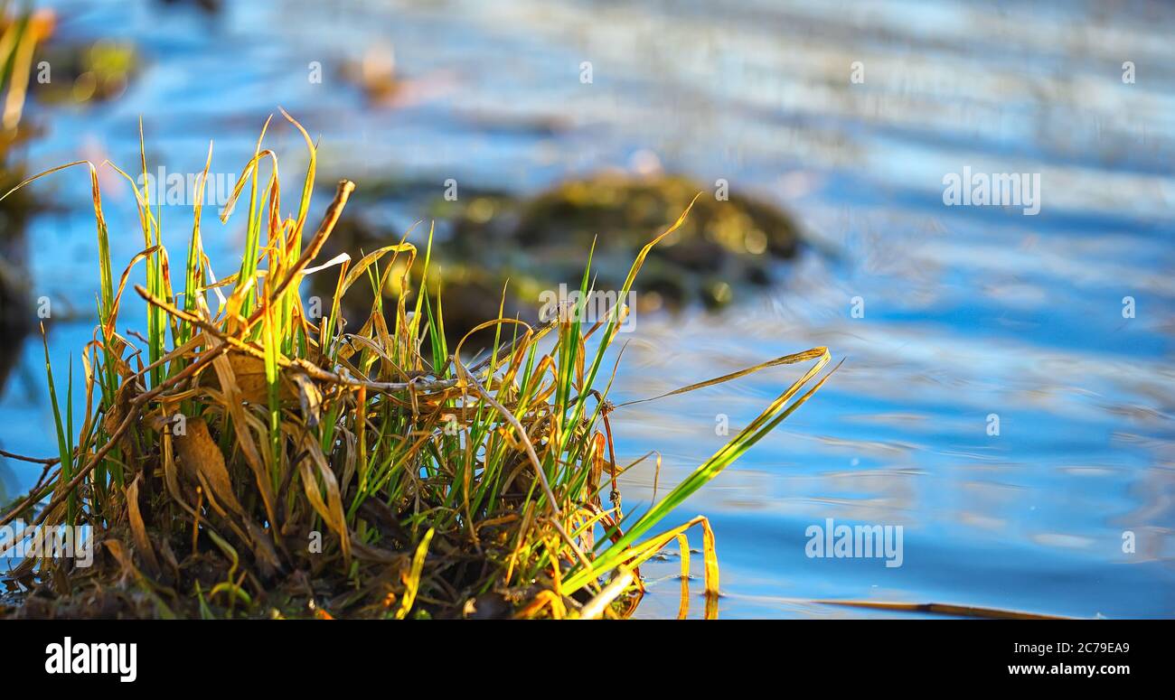 Coastal reed island in spring with some blurry lake on the background ...