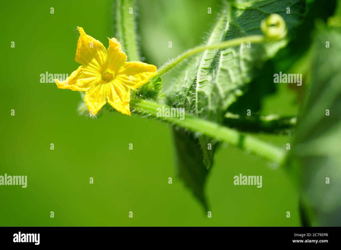 A yellow cucumber flower growing on a plant Stock Photo - Alamy