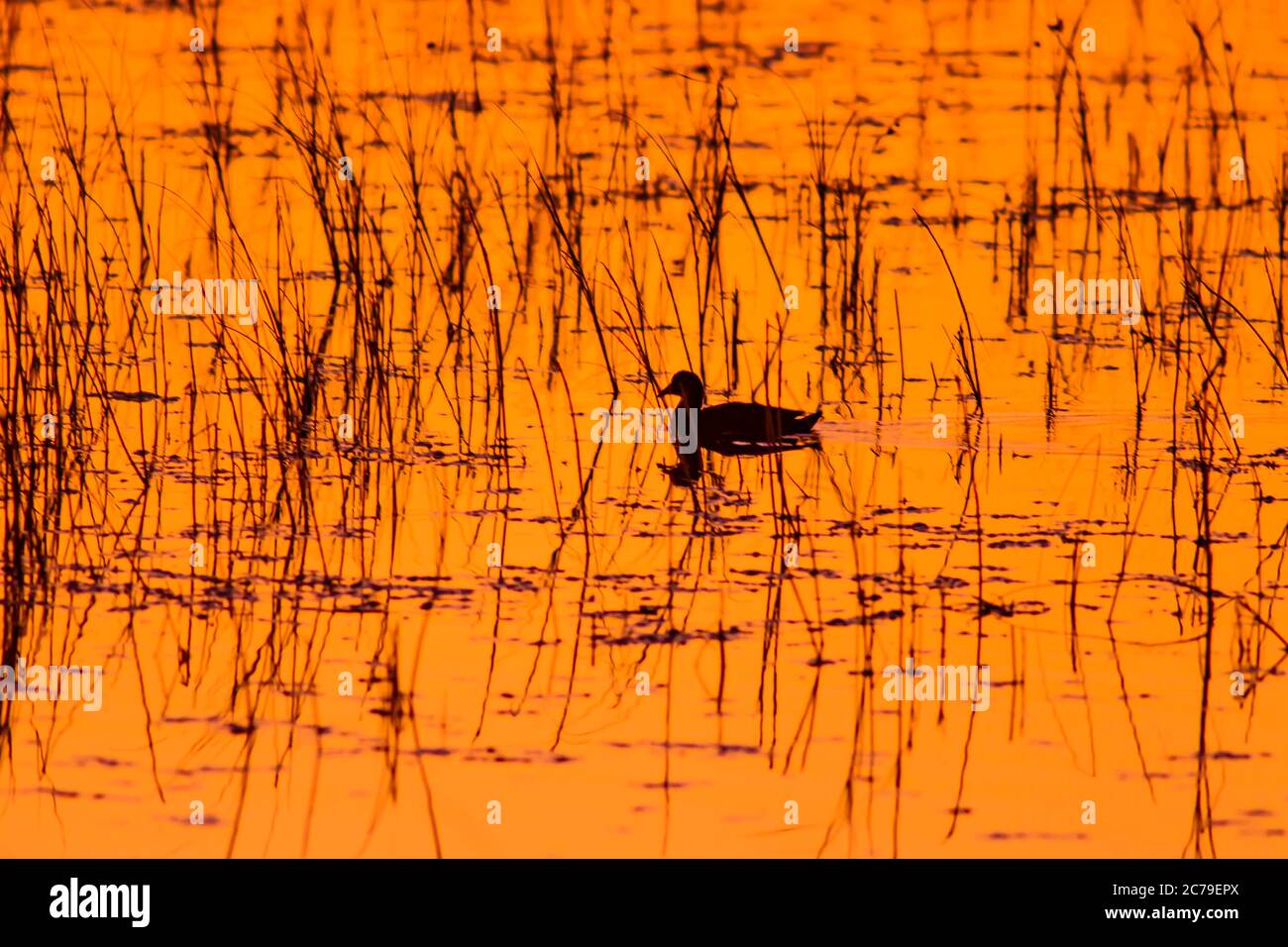 Colorful sunset lake nature background Stock Photo - Alamy