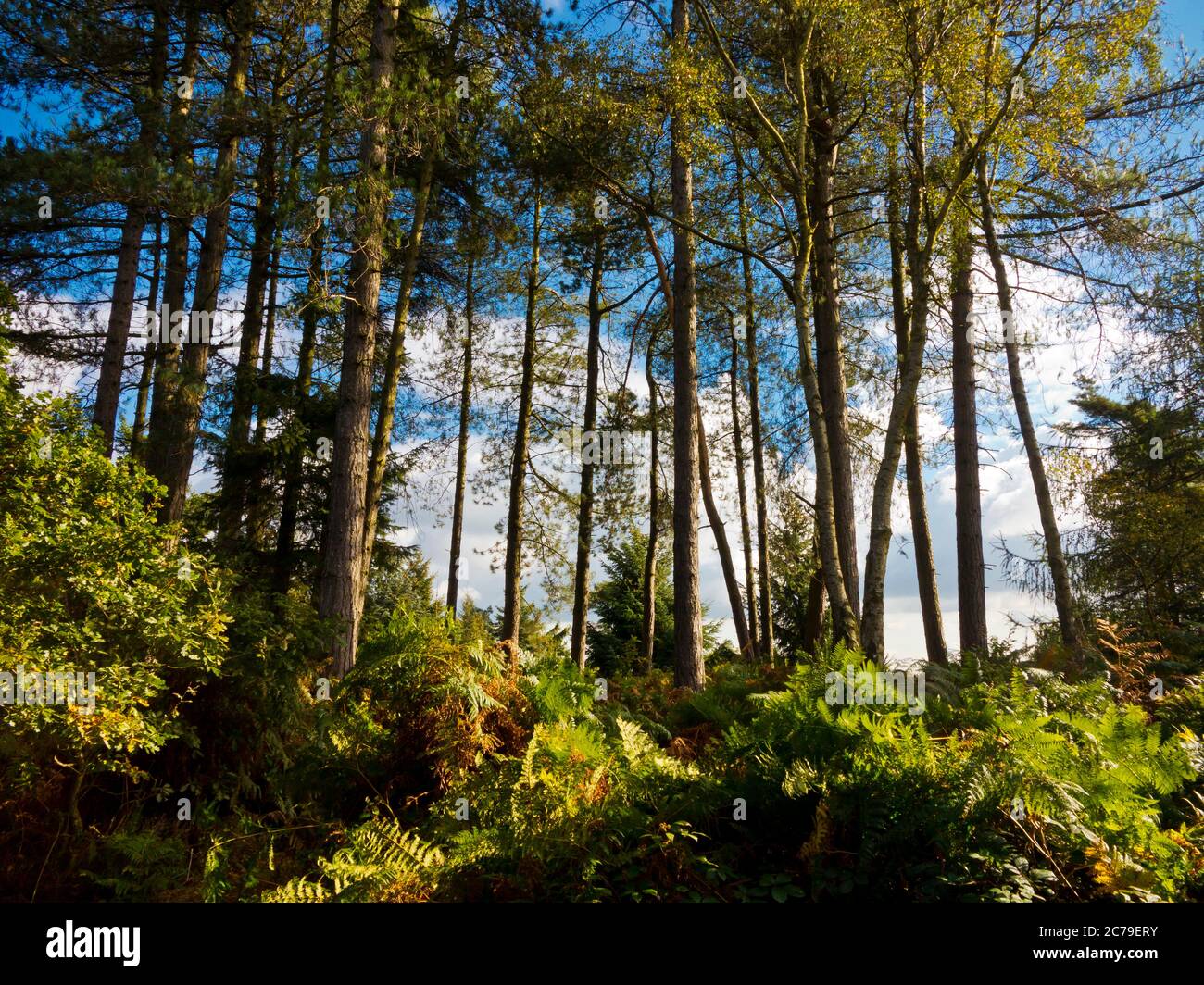 Trees at Lickey Hills Country Park which lies ten miles south west of ...