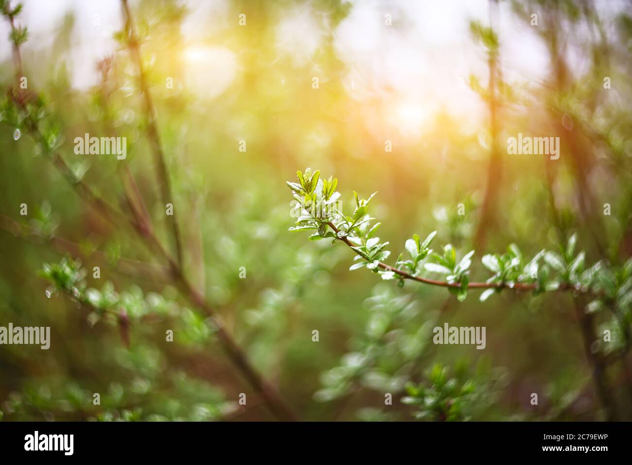 twinkling lights vivid color blurred bokeh spring from leaf background. Abstract nature and soft ...